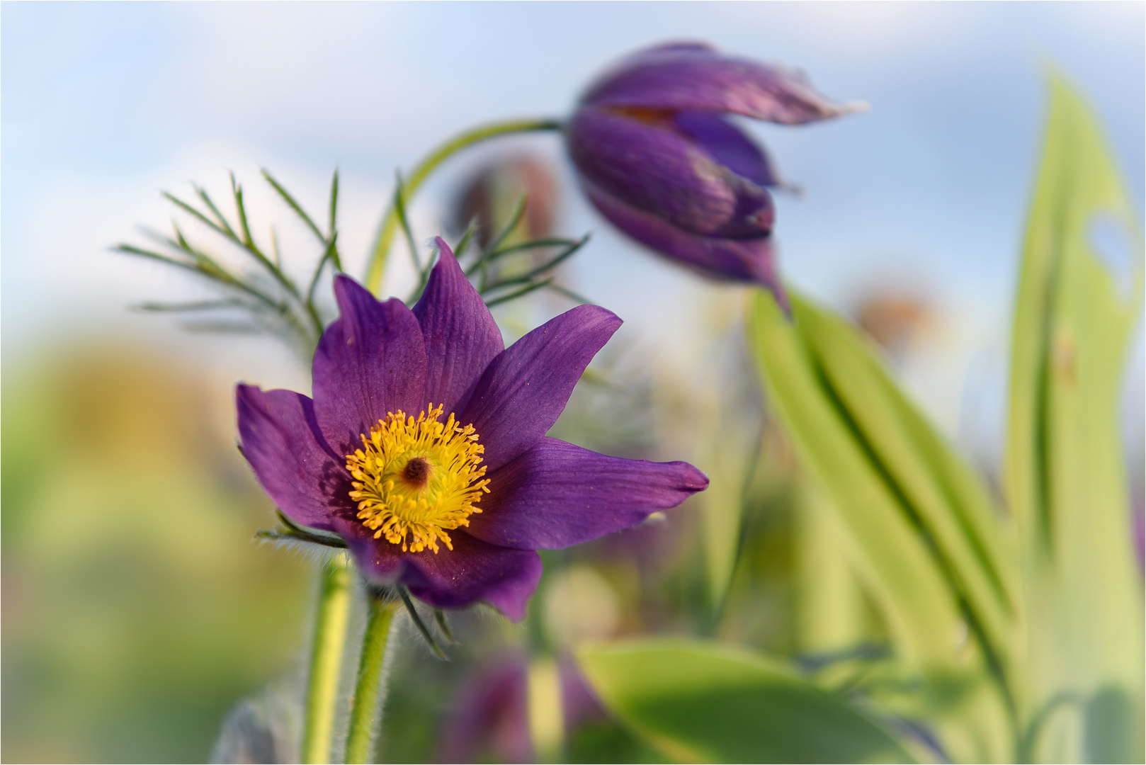 Pulsatilla Foto & Bild | pflanzen, pilze & flechten, blüten ...