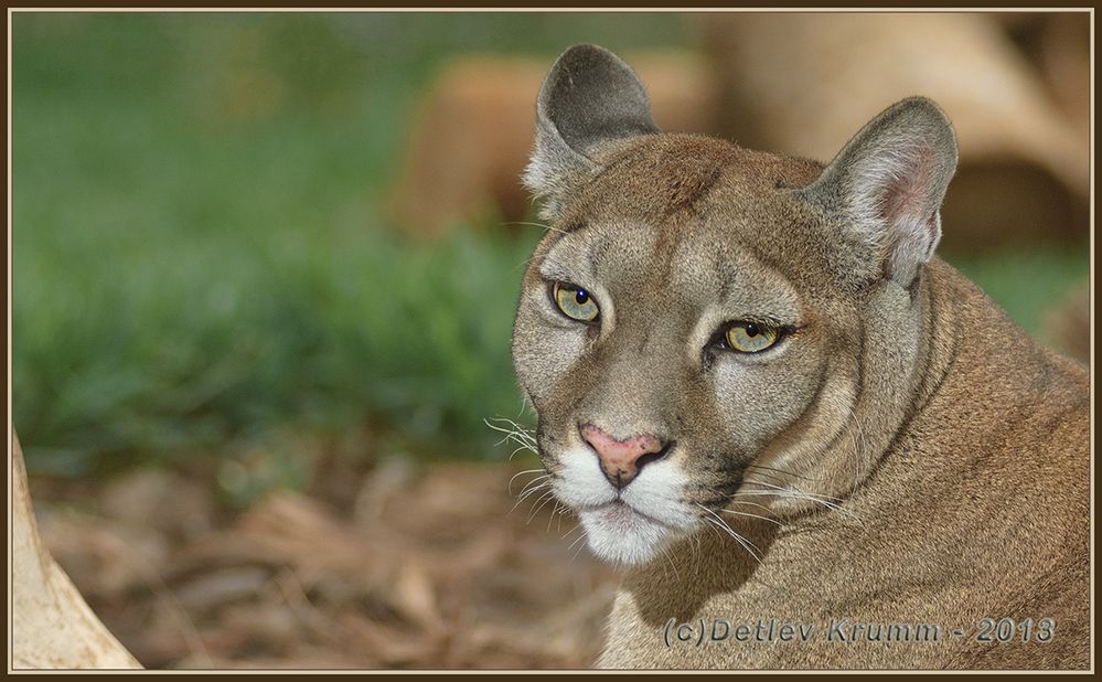 Puma Foto & Bild | tiere, zoo, wildpark & falknerei, säugetiere Bilder ...