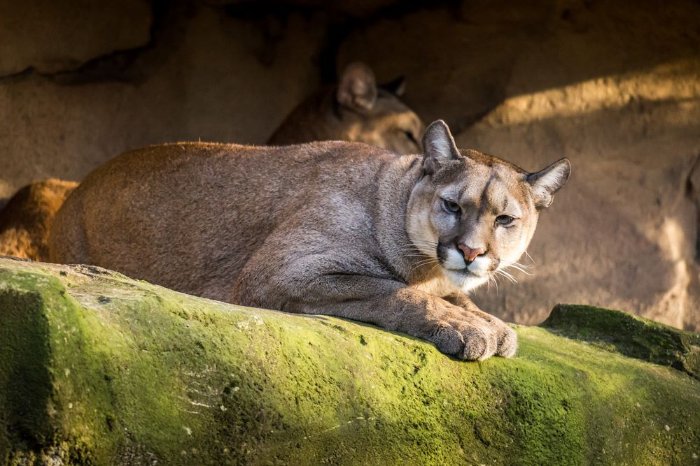 Puma Foto & Bild | tiere, zoo, wildpark & falknerei, fotos Bilder auf ...