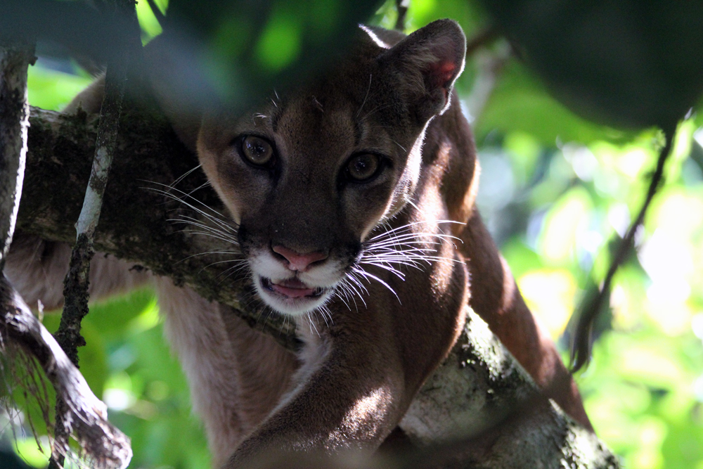 Puma Foto & Bild | tiere, wildlife, säugetiere Bilder auf fotocommunity