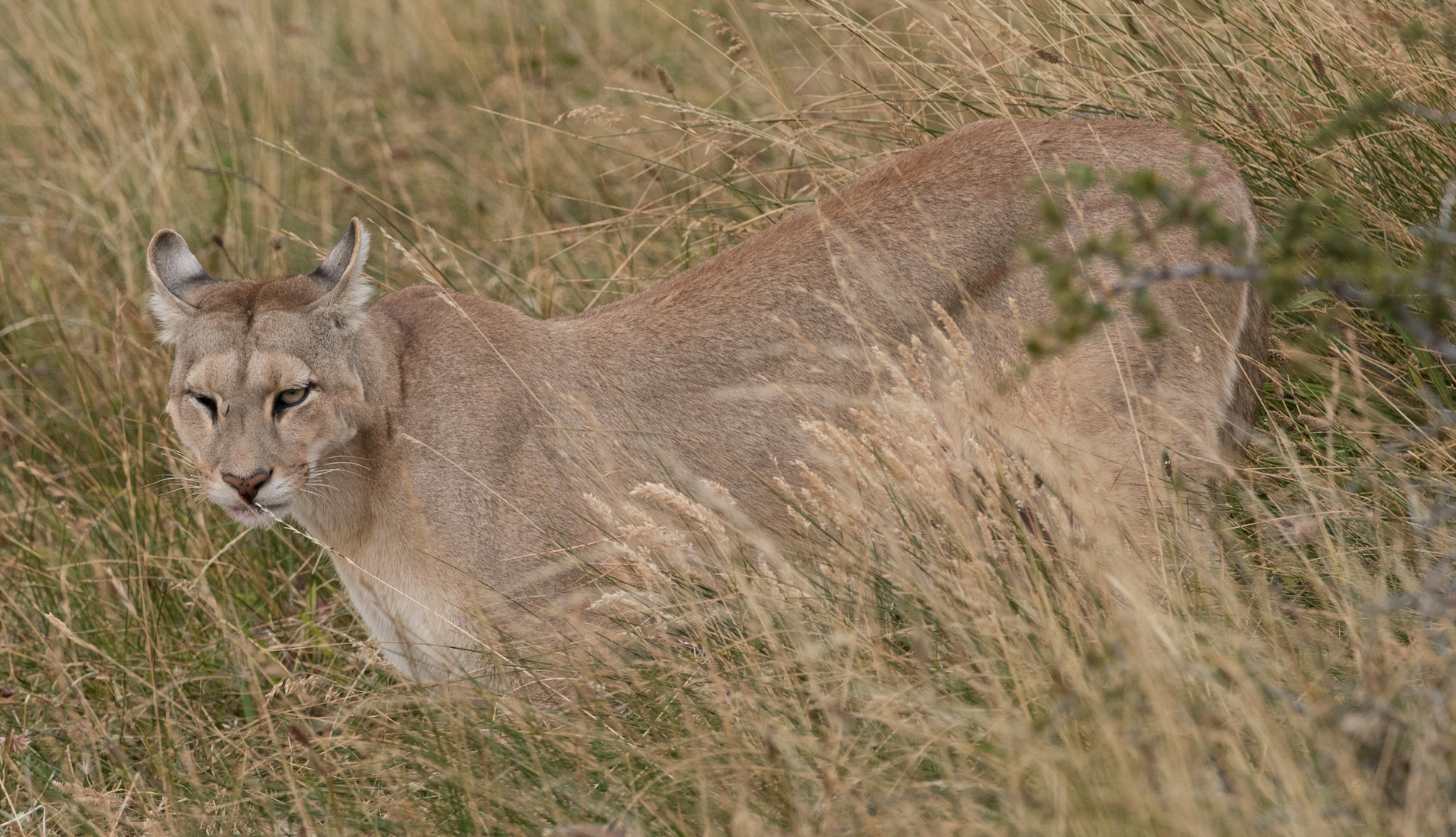 Puma Foto & Bild | south america, chile, natur Bilder auf fotocommunity