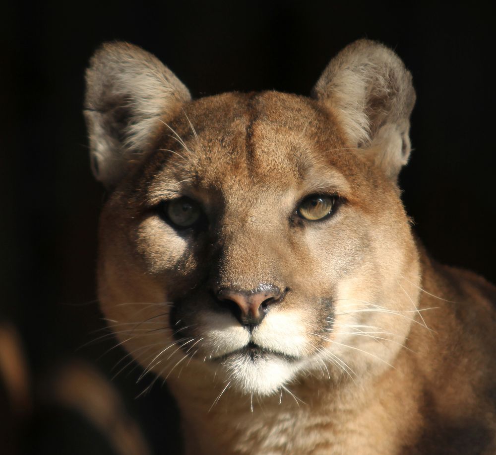 Pumas Bilder : Müdes Puma Foto & Bild | tiere, zoo, wildpark ... Pumas Bilder : Müdes Puma Foto & Bild | tiere, zoo, wildpark ...