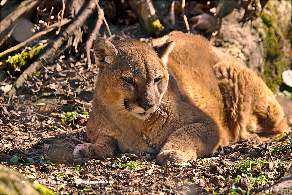 Puma Foto & Bild | tiere, zoo, wildpark & falknerei, säugetiere Bilder ...