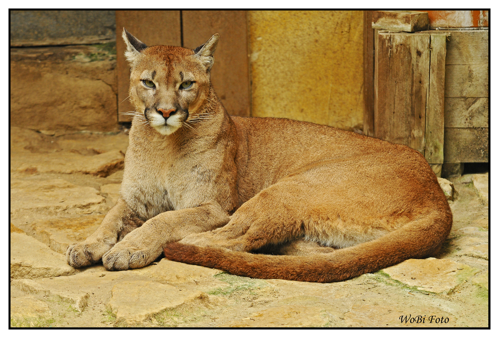 Puma Foto & Bild | natur, zoo, tiere Bilder auf fotocommunity