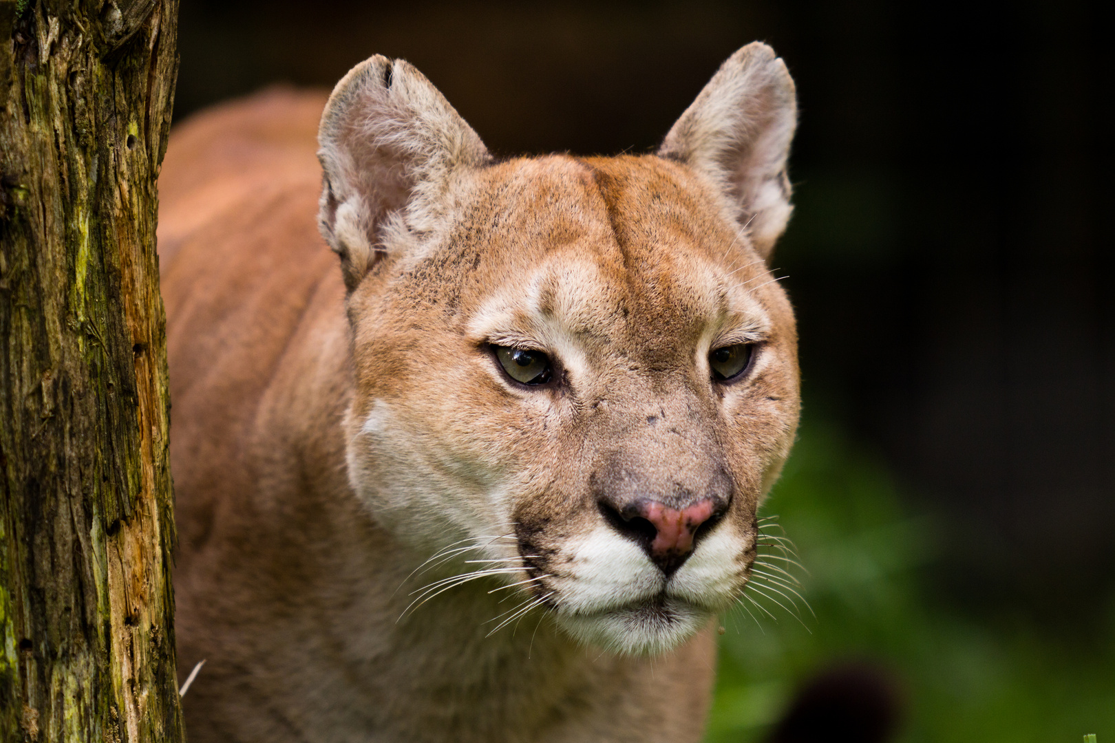 Pumas Bilder : Müdes Puma Foto & Bild | tiere, zoo, wildpark ... Pumas Bilder : Müdes Puma Foto & Bild | tiere, zoo, wildpark ...