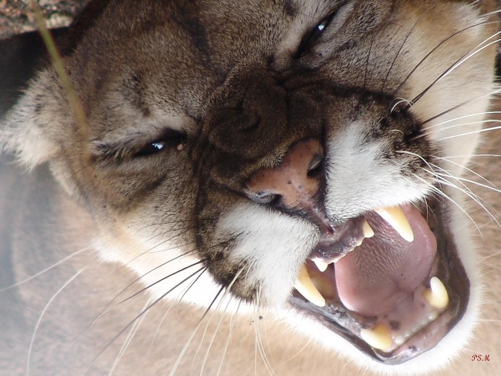 Puma al Ataque Imagen & Foto | animales, animales salvajes, naturaleza ...