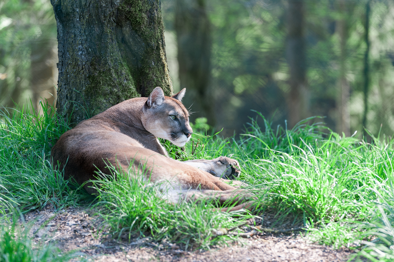 Puma Foto & Bild | tiere, zoo, wildpark & falknerei, säugetiere Bilder ...