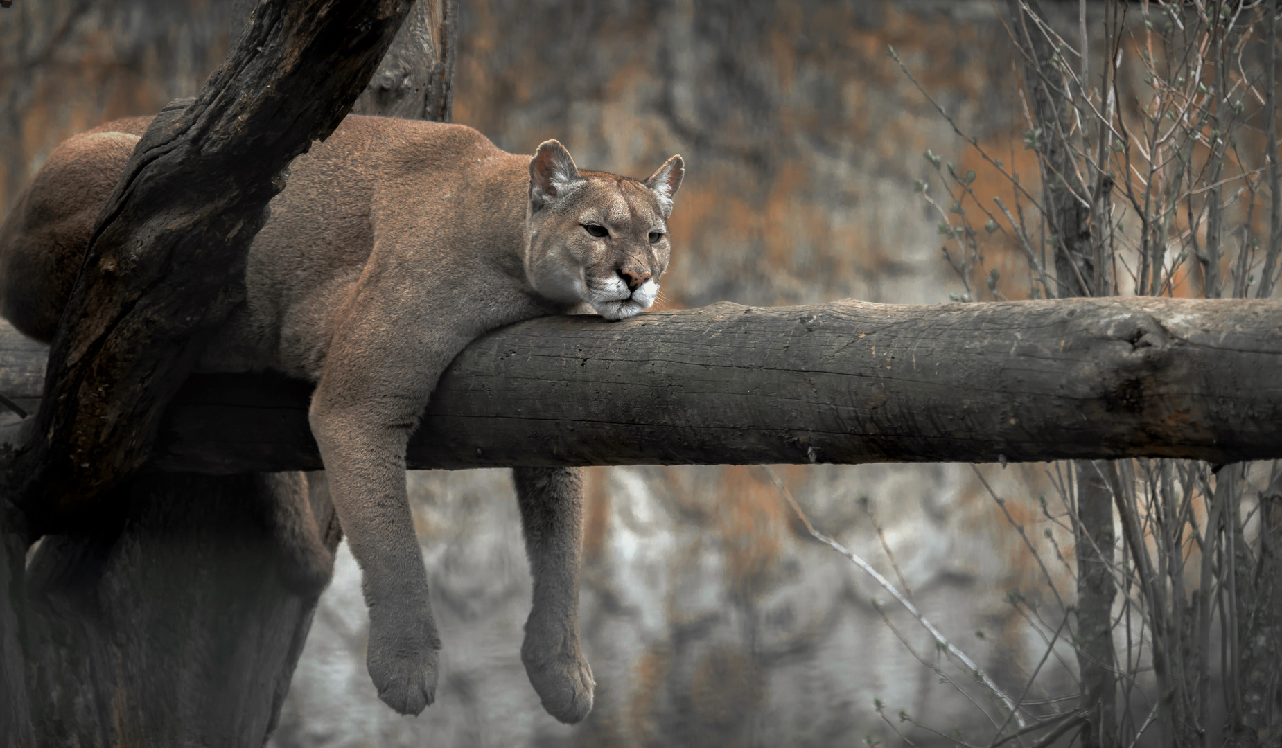Puma..... Foto & Bild | tiere, tierdetails, fotos Bilder auf fotocommunity