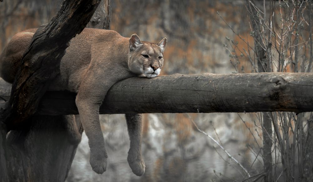 Puma..... Foto & Bild | tiere, tierdetails, fotos Bilder auf fotocommunity