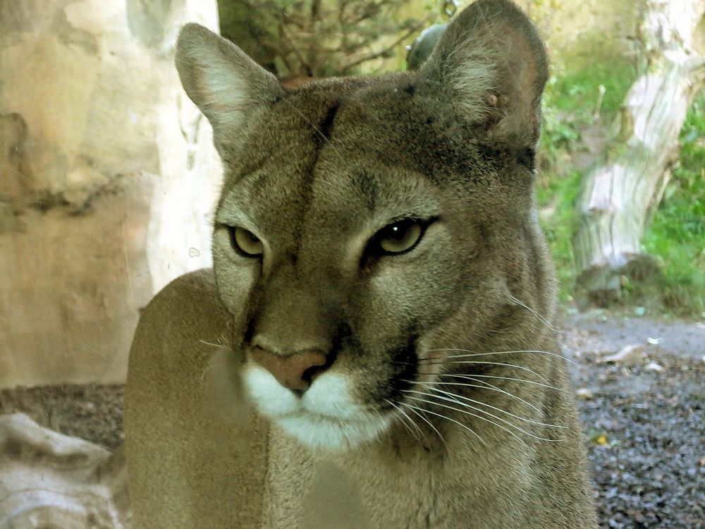 Puma Foto & Bild | tiere, zoo, wildpark & falknerei, säugetiere Bilder ...