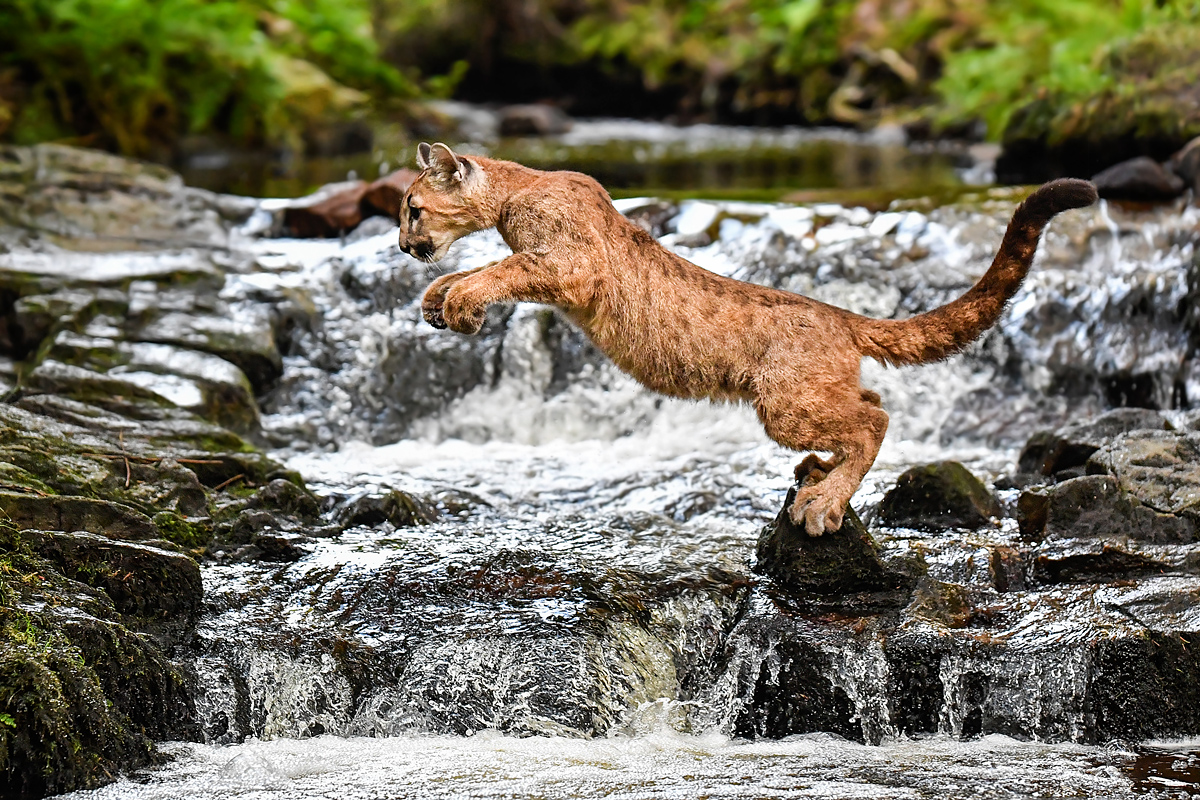 Puma im Sprung Foto & Bild | natur, tiere, wild Bilder auf fotocommunity