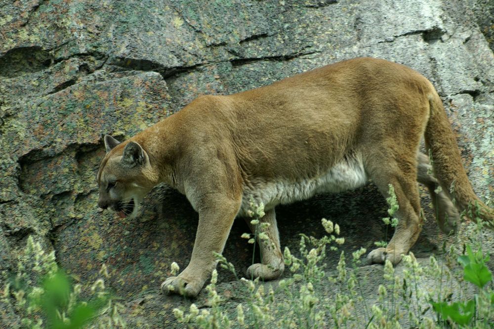 Puma -USA Foto & Bild | tiere, wildlife, säugetiere Bilder auf ...