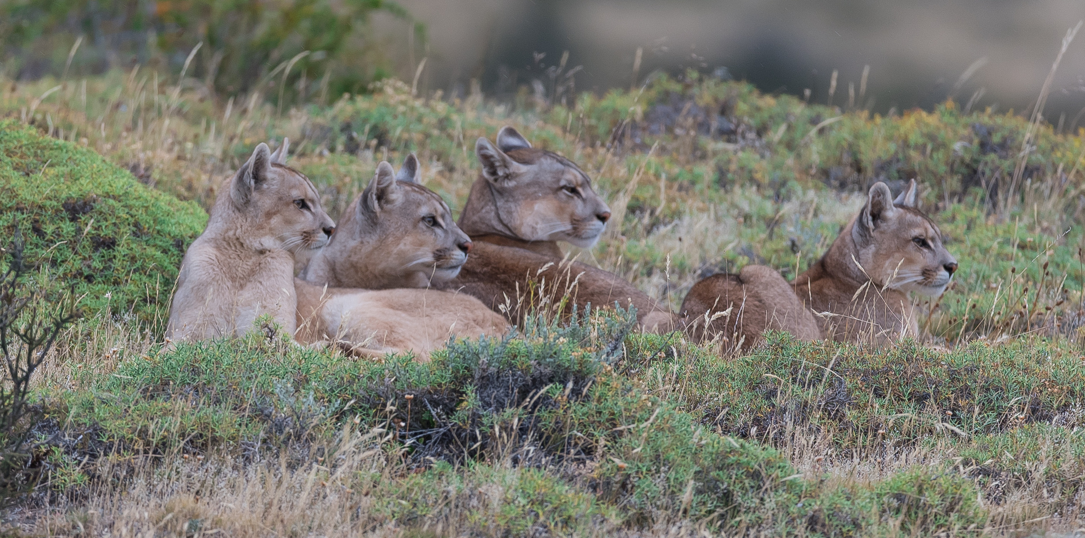 Pumafamilie Foto & Bild | south america, tiere, wildlife Bilder auf ...