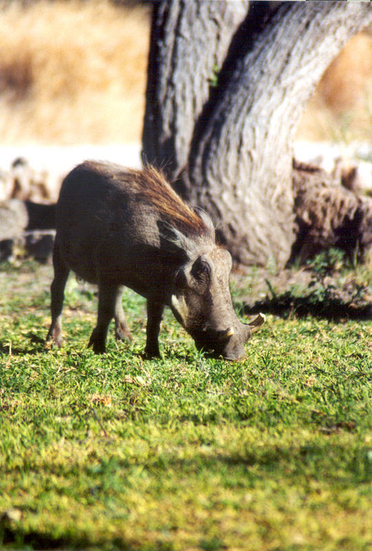 Pumba :) Foto & Bild | tiere, wildlife, säugetiere Bilder auf fotocommunity