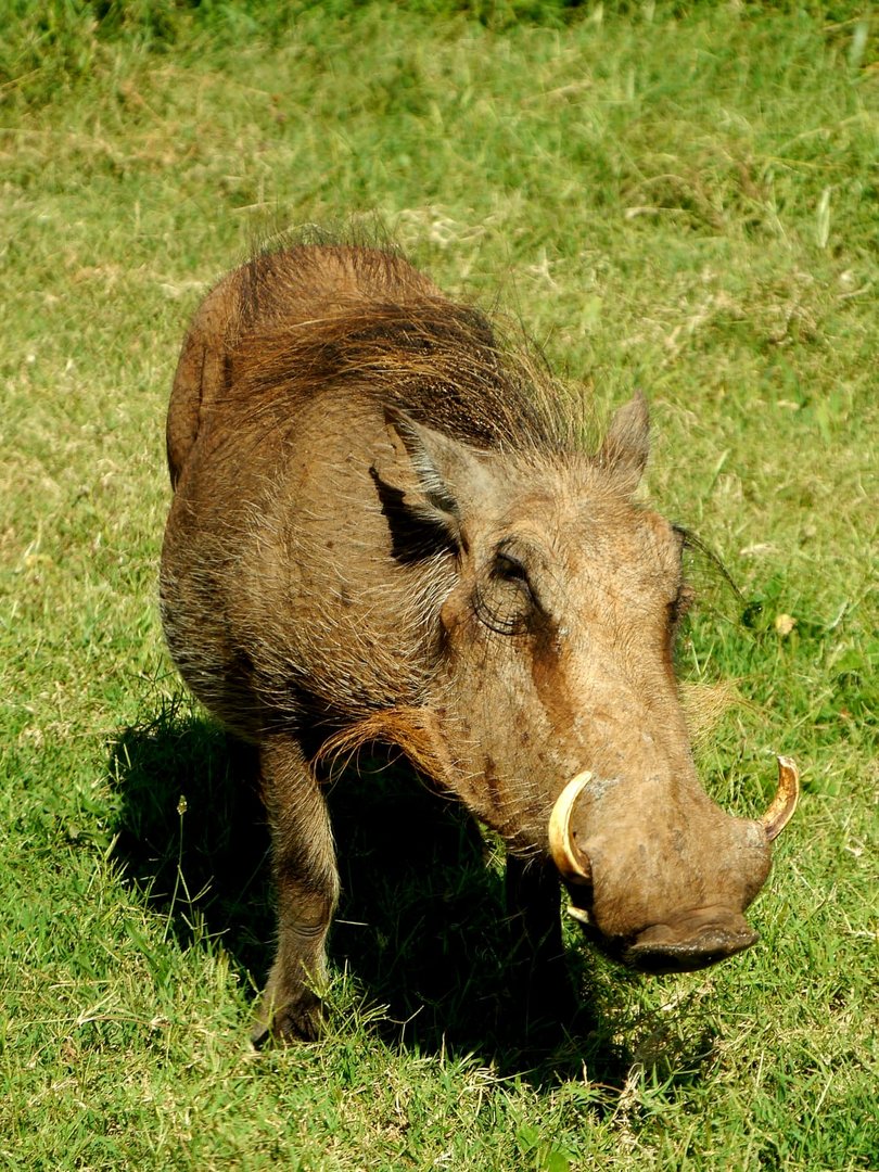 Pumba Foto & Bild | world, natur, tiere Bilder auf fotocommunity