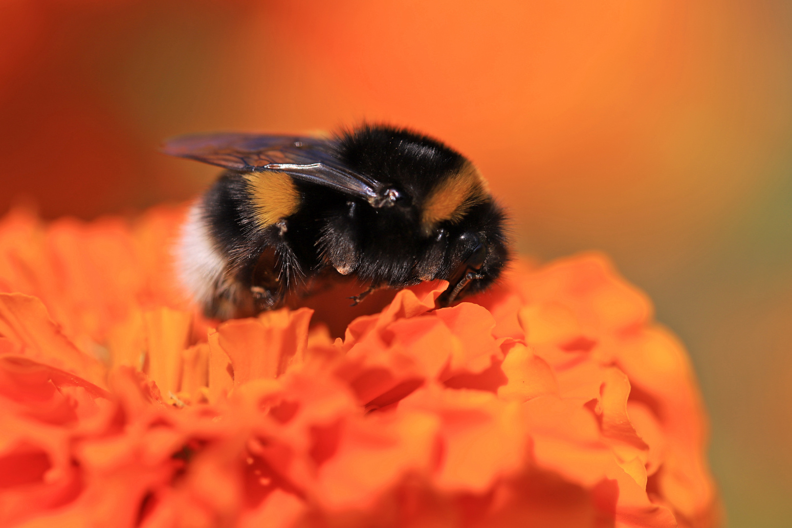 Pummel-Hummel Foto & Bild | nah- & makro, tiere, wildlife Bilder auf ...
