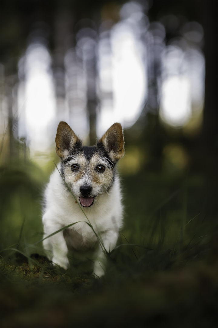 Pummelfee ... Foto & Bild | wald, licht, hund Bilder auf fotocommunity