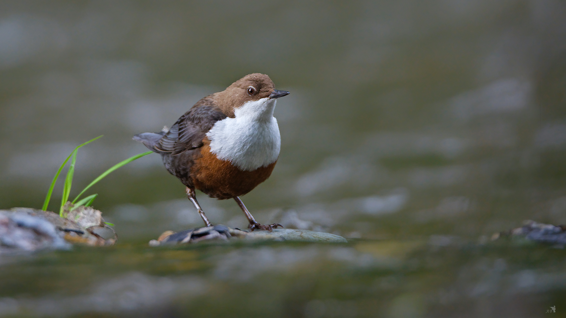 Pummelfee Foto & Bild | fotos, outdoor, natur Bilder auf fotocommunity