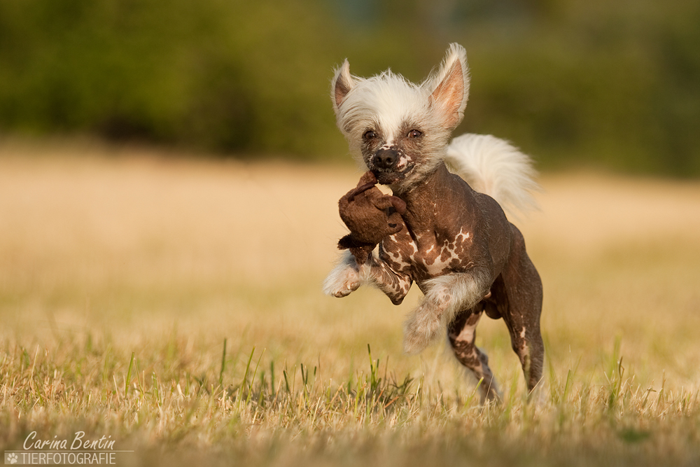 Pumuckel Foto & Bild | tiere, haustiere, hunde Bilder auf fotocommunity