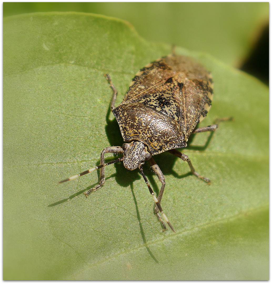 punaise photo et image | macro nature, macros, nature Images fotocommunity