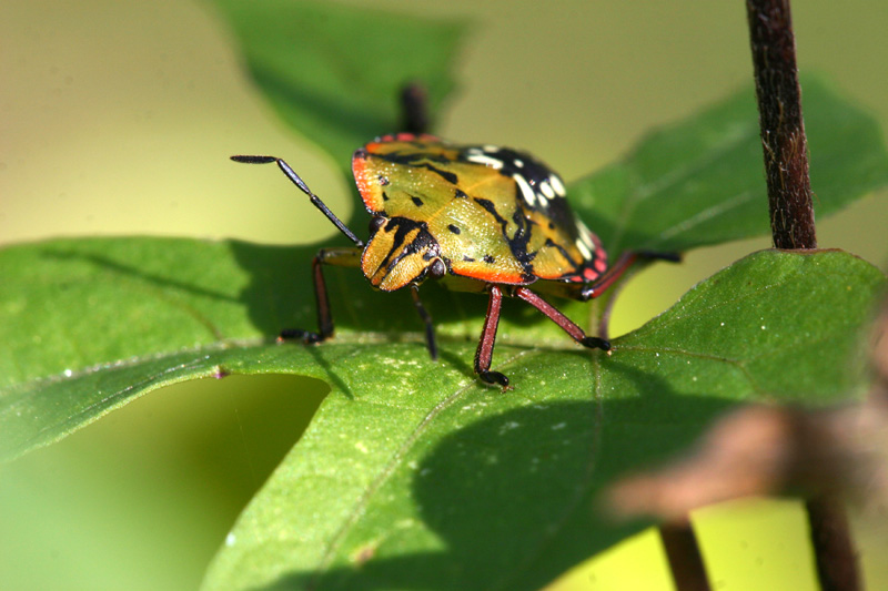 Punaise photo et image | animaux, nature Images fotocommunity
