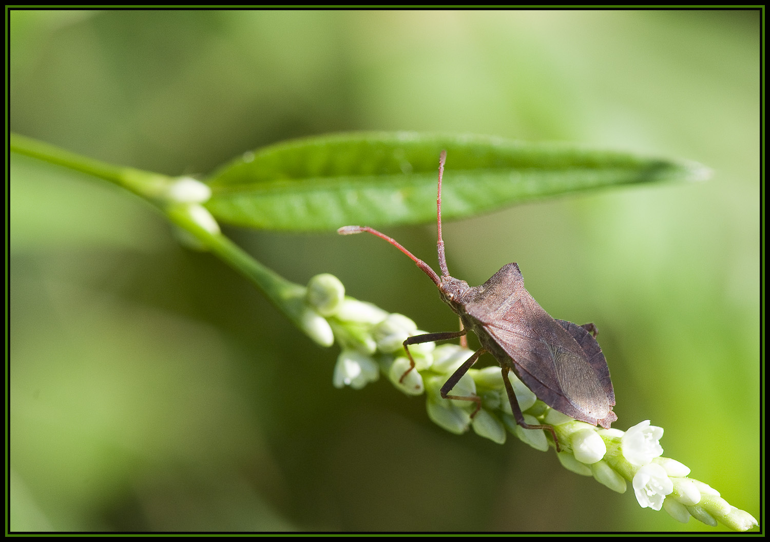 Punaise photo et image | macro nature, macro insectes, nature Images ...