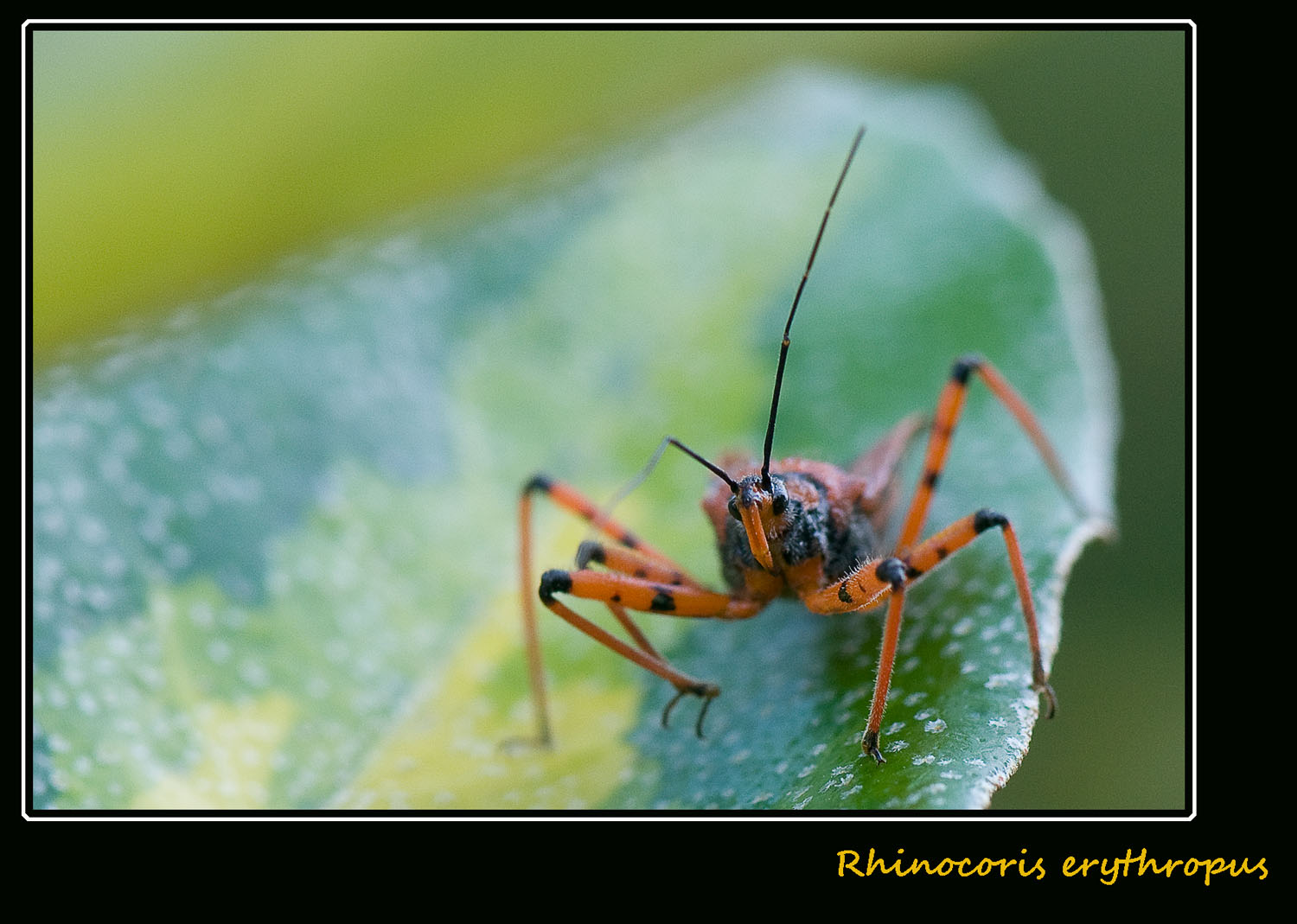 Punaise assassin photo et image | macro nature, macro insectes, nature ...