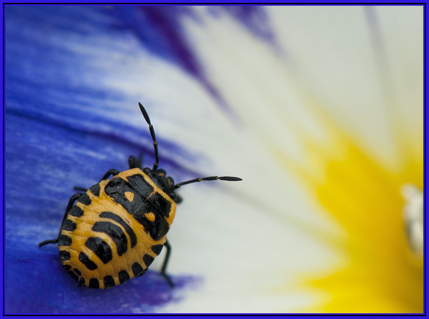 Punaise photo et image | macro nature, macro insectes, nature Images ...