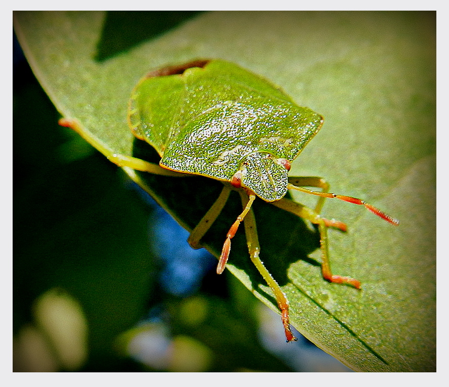 punaise photo et image | macro nature, macros, nature Images fotocommunity