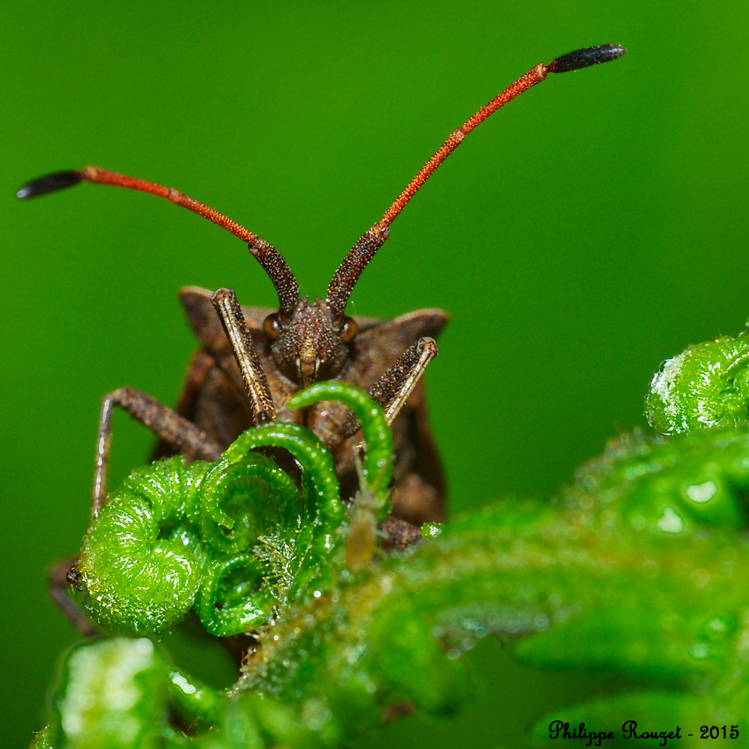 punaise photo et image | macro nature, macro insectes, macro Images ...