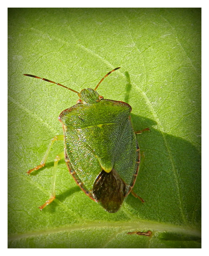 punaise photo et image | macro nature, macros, nature Images fotocommunity