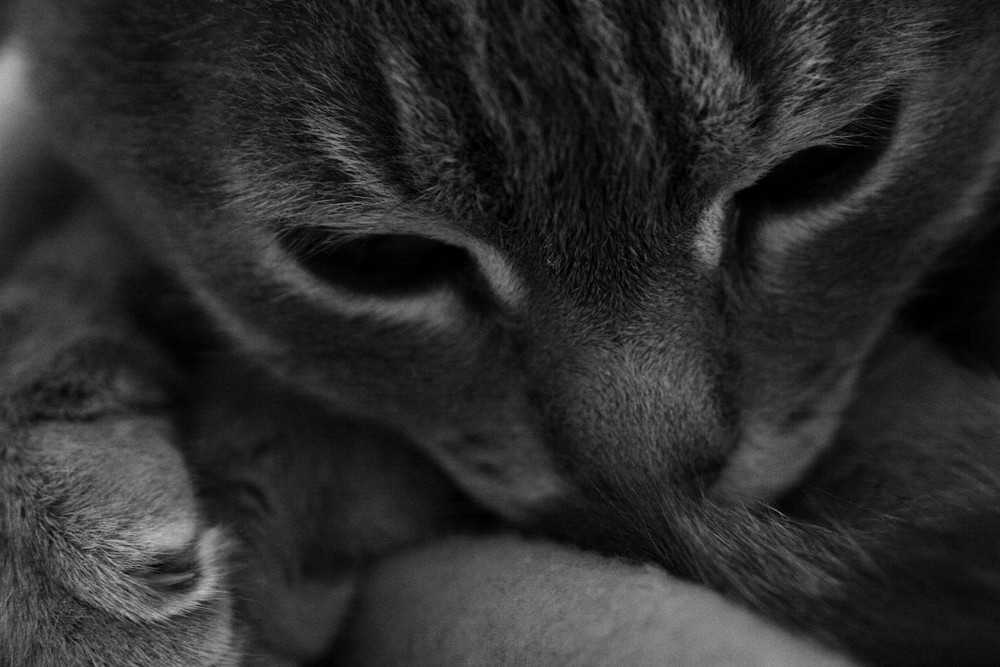 PuNCHI Foto & Bild | tiere, haustiere, katzen Bilder auf fotocommunity