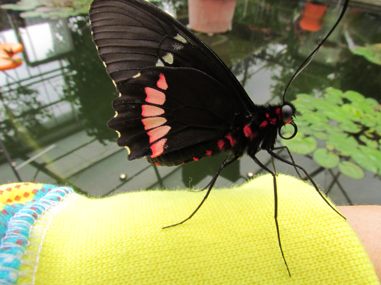 Punkie.... Foto & Bild | tiere, zoo, wildpark & falknerei, insekten ...