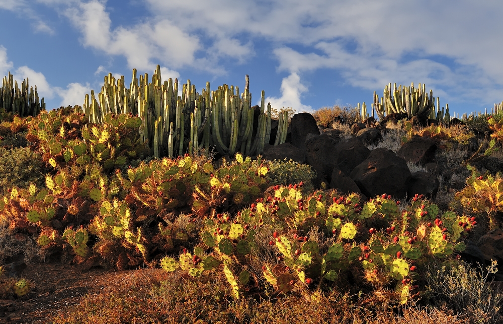 *Punta de Teno Impression II* Foto & Bild | europe, canary islands die ...