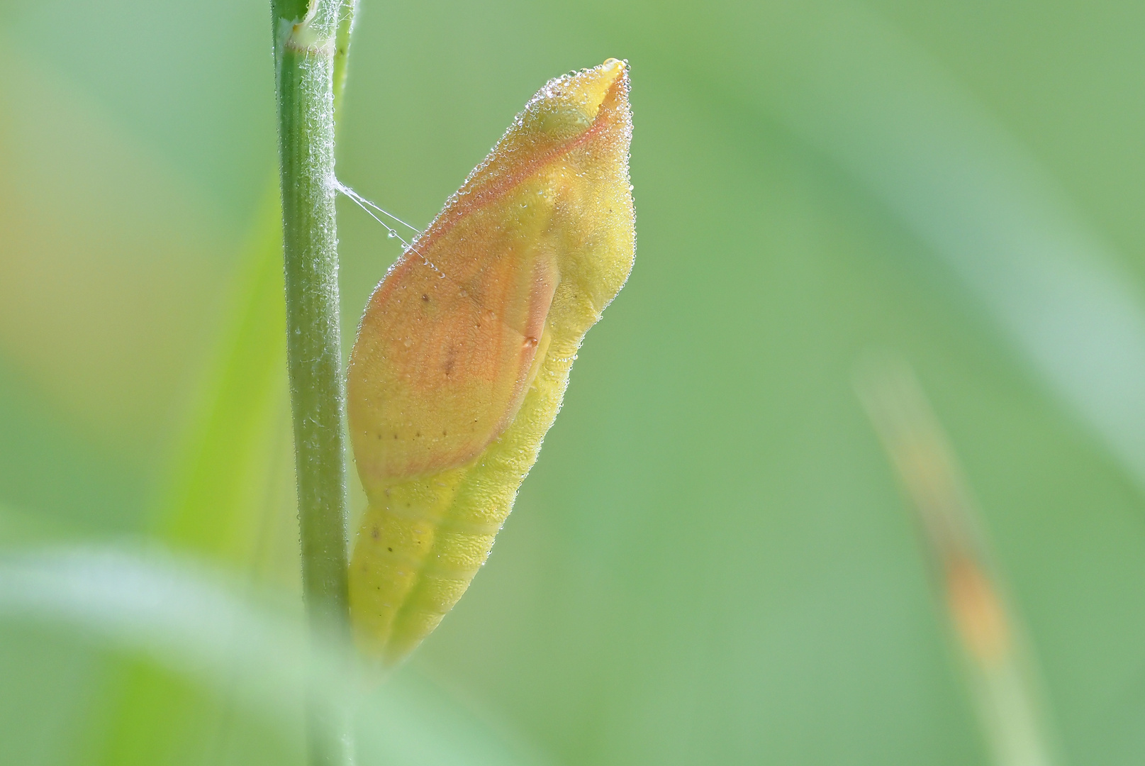 Puppe Foto And Bild Natur Insekten Tiere Bilder Auf Fotocommunity