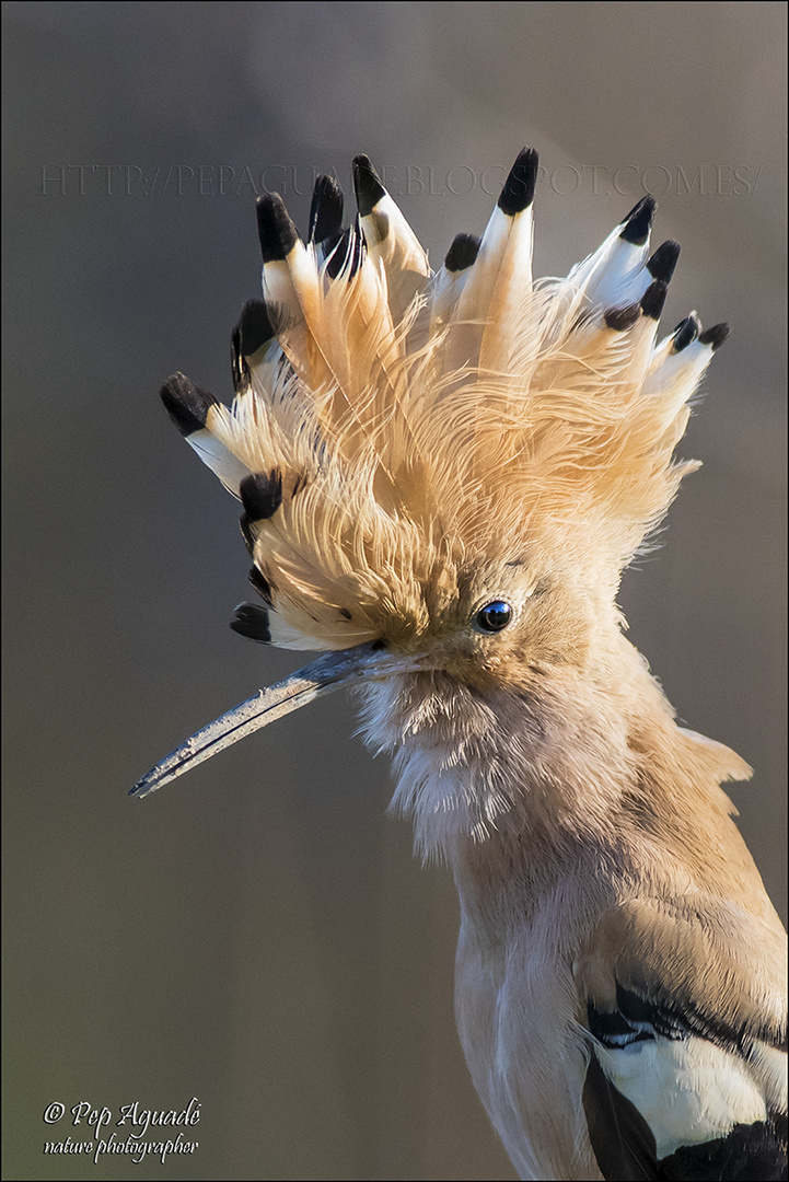 Puput_1 - 2017 Imagen & Foto | animales, aves, nature Fotos de ...