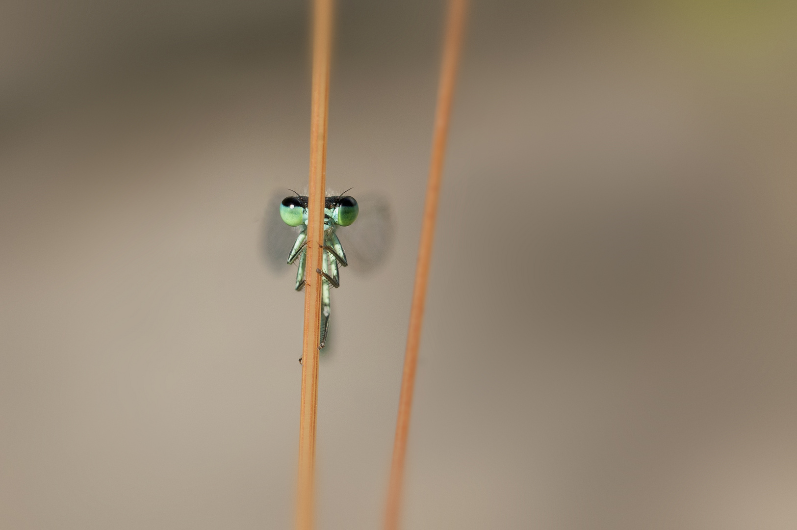 pure Foto & Bild | natur, insekten, tiere Bilder auf fotocommunity