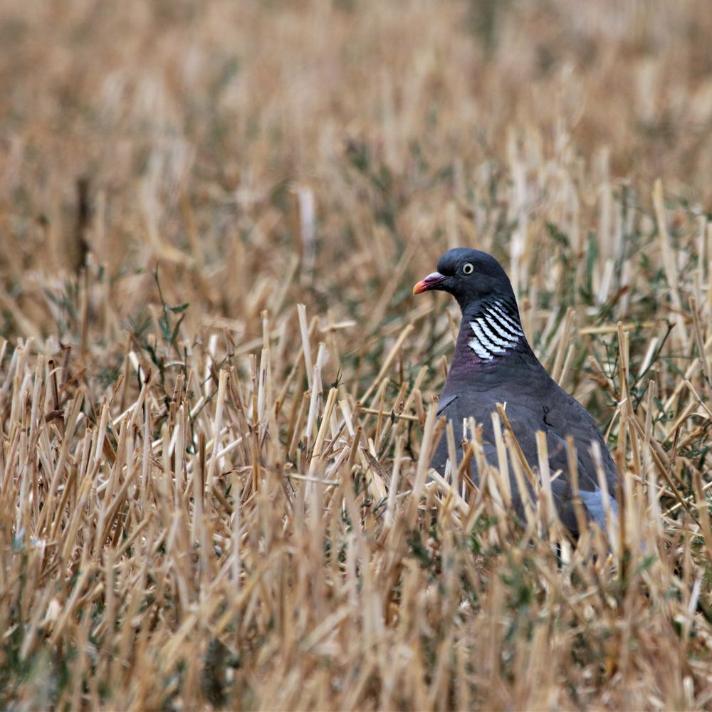 pure Neugier Foto & Bild | tiere, wildlife, landschaft Bilder auf ...
