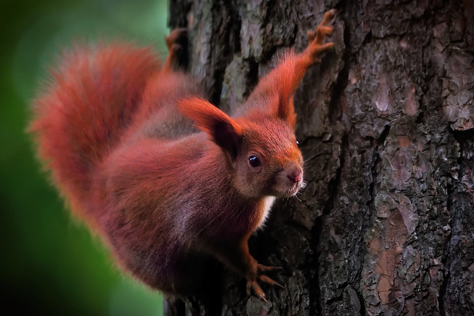 Pure Neugier Foto & Bild | tiere, wildlife, säugetiere Bilder auf ...