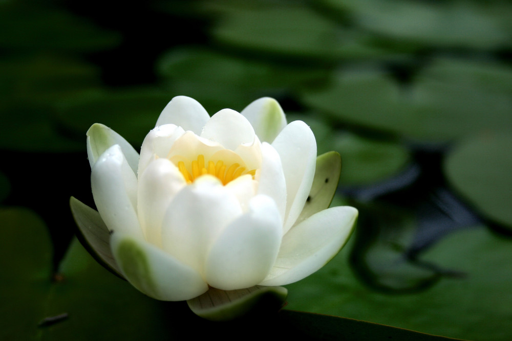 Pureté photo et image | plantes, champignons & lichens, nature Images ...