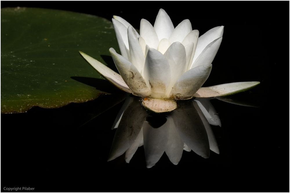 Pureté Foto & Bild | nature, outdoor, natur Bilder auf fotocommunity