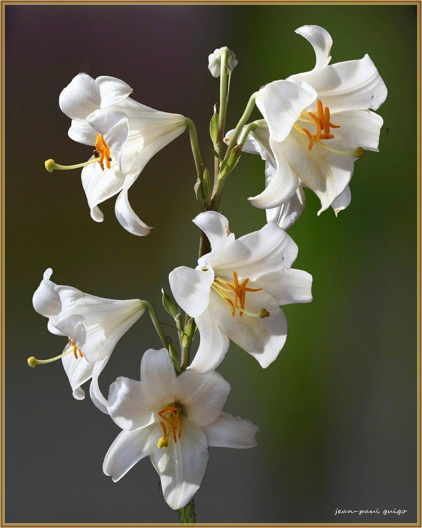 pureté photo et image | jardins, fleurs, art Images fotocommunity