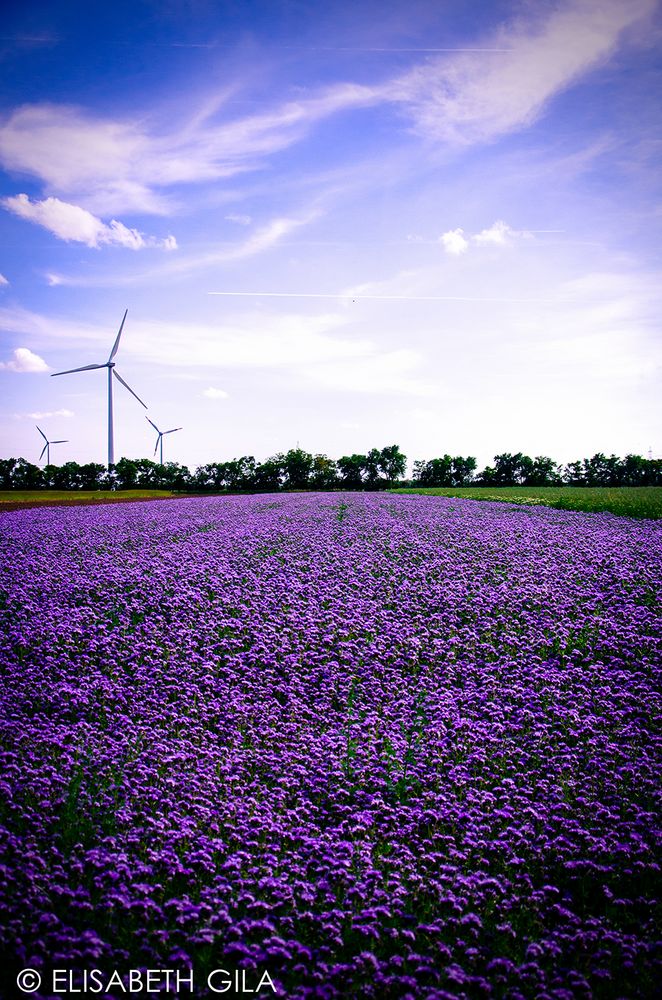 Purple Field Foto & Bild | nikon, frühling, natur Bilder auf fotocommunity
