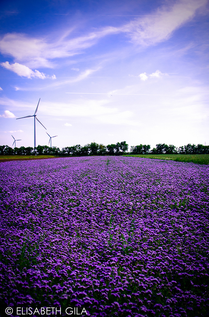 Purple Field Foto & Bild | nikon, frühling, natur Bilder auf fotocommunity