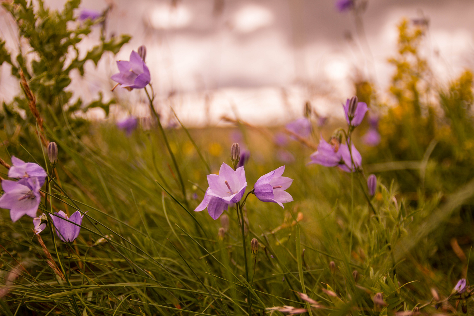 Purple Flower at the Giant's Causeway Foto & Bild | archiv projekte ...