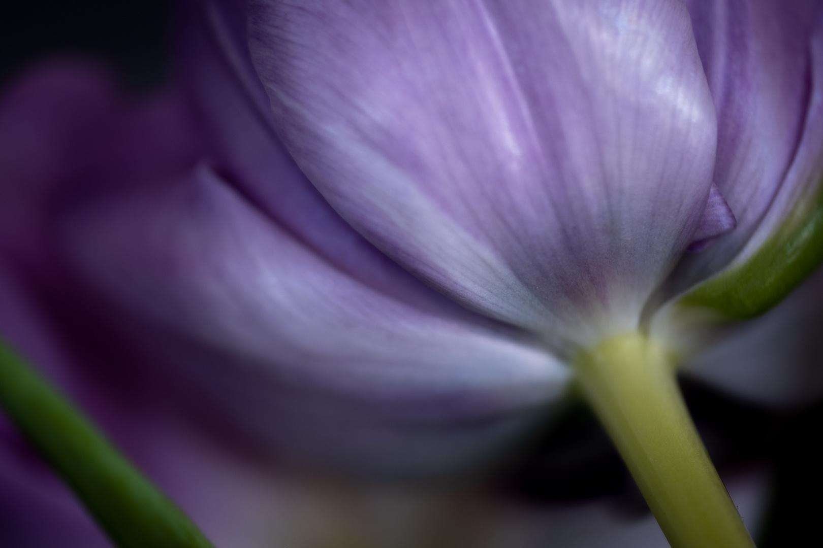 Purple life Foto & Bild | abstraktes, pflanzen, pilze & flechten ...