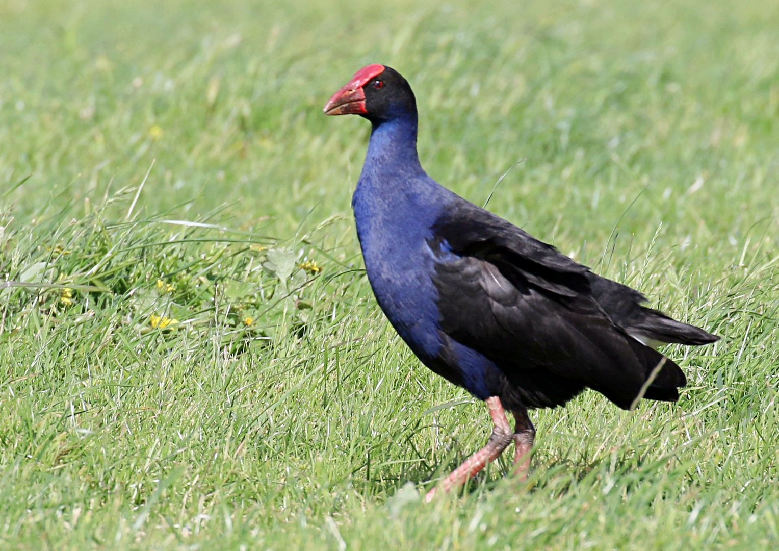 Purple Swamphen ... Foto & Bild | natur, tiere, vögel Bilder auf ...