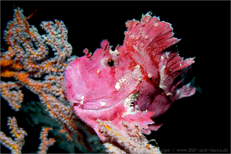 PURPLE_FINS Foto & Bild | unterwasser, uw-salzwasser, natur-kreativ ...