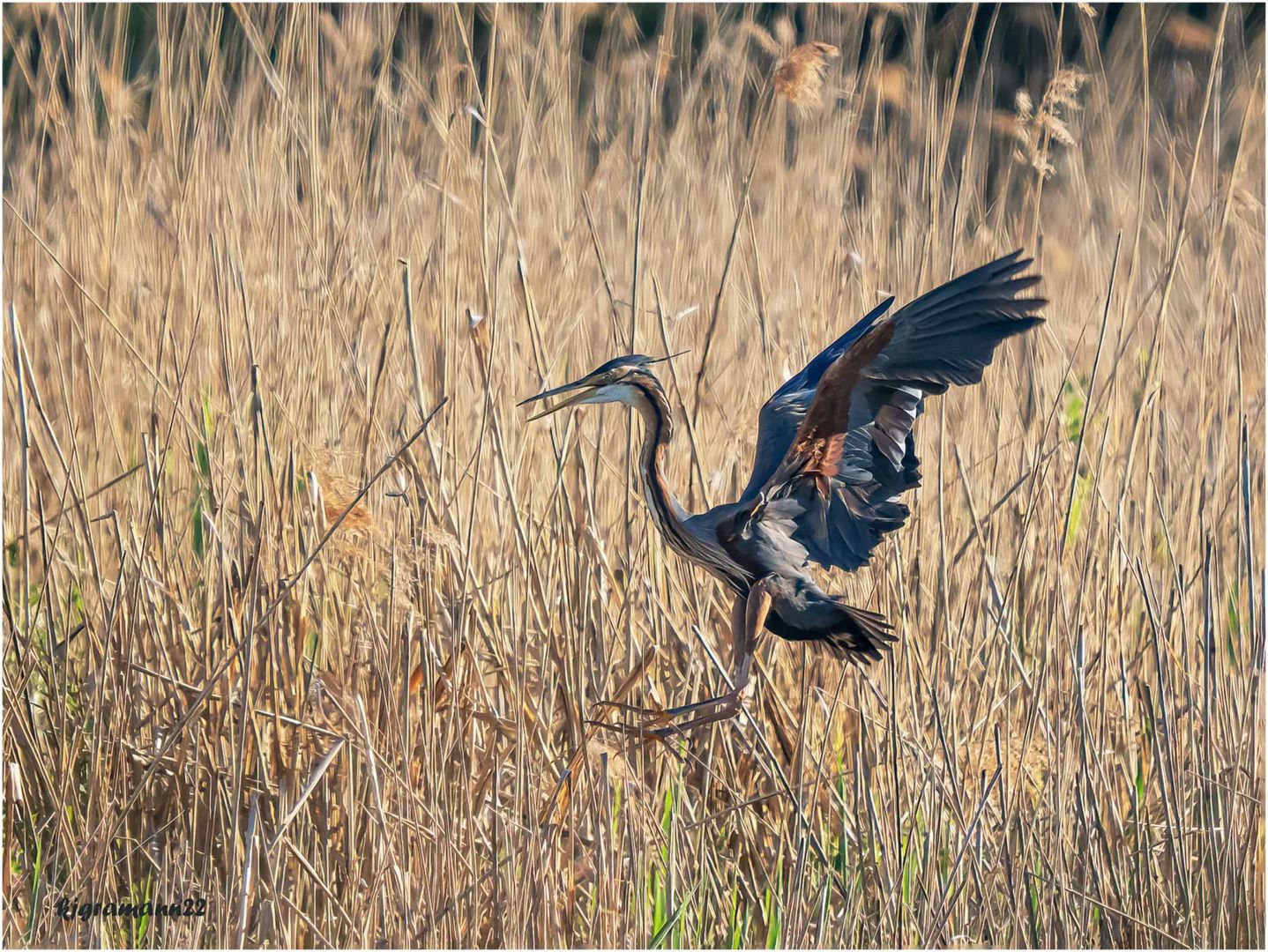 purpur reiher .... Foto & Bild | natur, landschaft, tiere Bilder auf ...