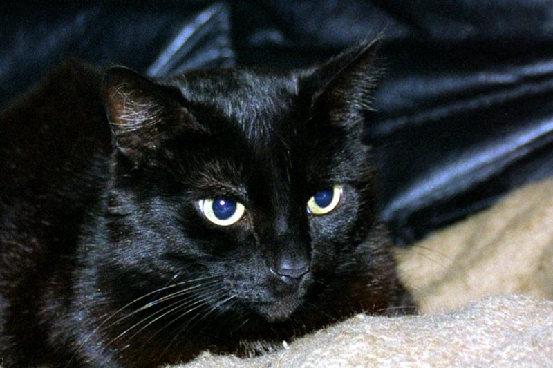 Puschel - auch genannt *Zitter-Zitter* Foto & Bild | tiere, haustiere ...